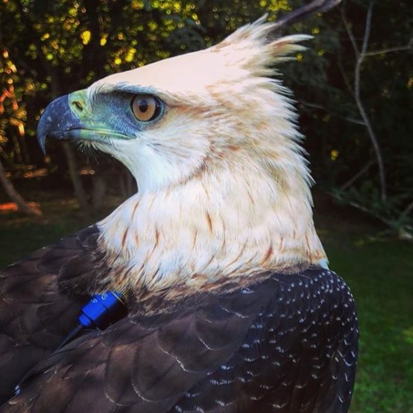 Marshall Turbo GPS System – Marshall Radio Worldwide