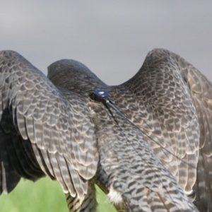 TrackPack Mounting System – Marshall Radio Worldwide