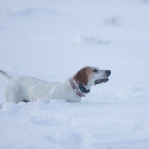 Tracking Collars – PowerPoint & PowerMax – Marshall Radio Worldwide