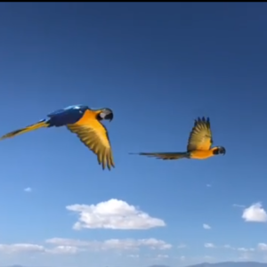 Parrot Turbo-GPS Transmitter – Marshall Radio Worldwide