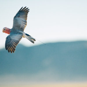 Turbo GPS System for Parrots – Marshall Radio Worldwide