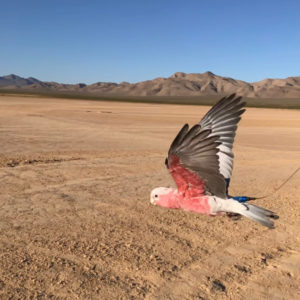 Turbo GPS System for Parrots – Marshall Radio Worldwide