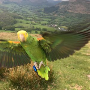 Turbo GPS System for Parrots – Marshall Radio Worldwide