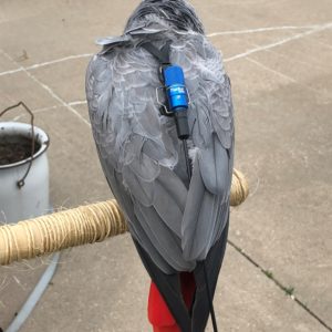 Turbo GPS System for Parrots – Marshall Radio Worldwide