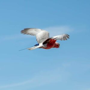 Turbo GPS System for Parrots – Marshall Radio Worldwide