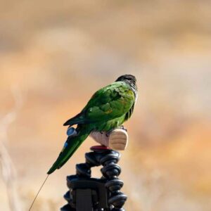 Marshall Parrot Tail Feather Pieces – Marshall Radio Worldwide