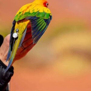 Beeping System for Small Parrots – Marshall Radio Worldwide