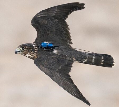 Falconry Products – Marshall Radio Worldwide