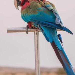 Marshall Turbo GPS System for Parrots – Marshall Radio United Kingdom
