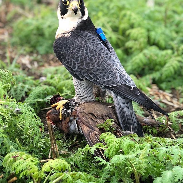 Turbo-GPS Transmitter – Marshall Radio Europe