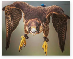 Marshall Radio Worldwide – THE MOST CAREFULLY ENGINEERED AND RELIABLE ...