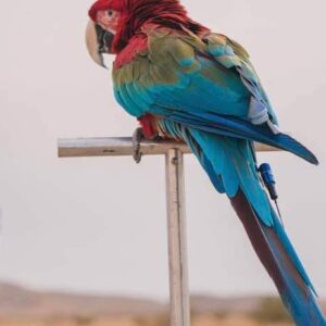 GPS System for Parrots – Marshall Radio Worldwide